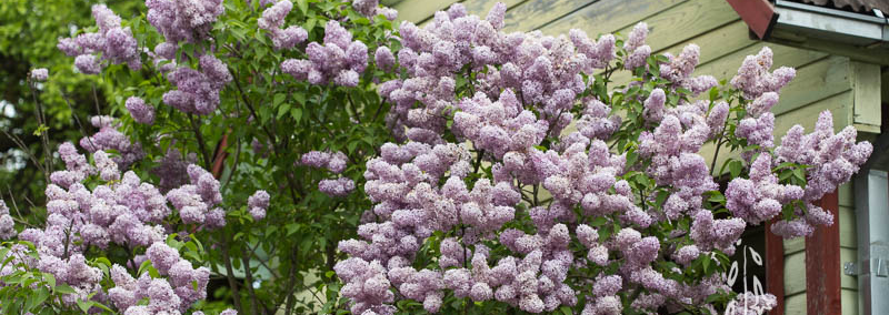 Alyvos (Syringa) – Žaliasis paveldas