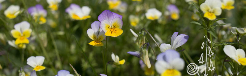 Našlaitės (Viola) – Žaliasis paveldas
